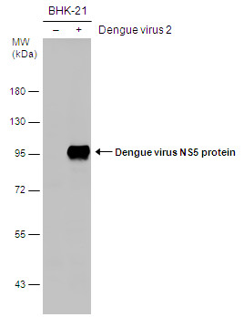 Anti-Dengue virus NS5 protein antibody (GTX124253) | GeneTex